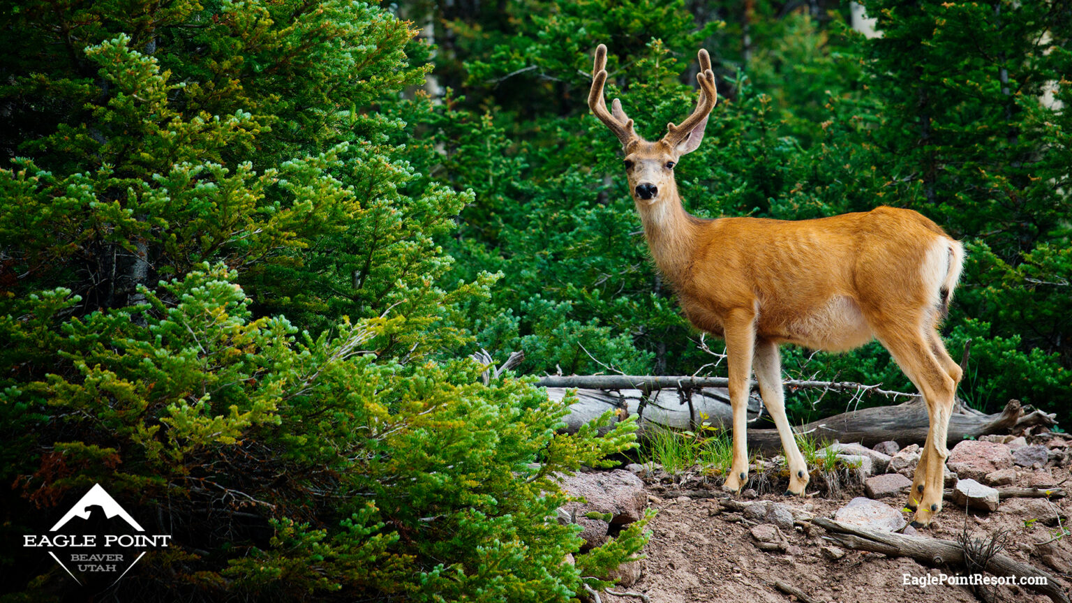 Eagle Point Ski Resort Zoom Backgrounds - Eagle Point Resort